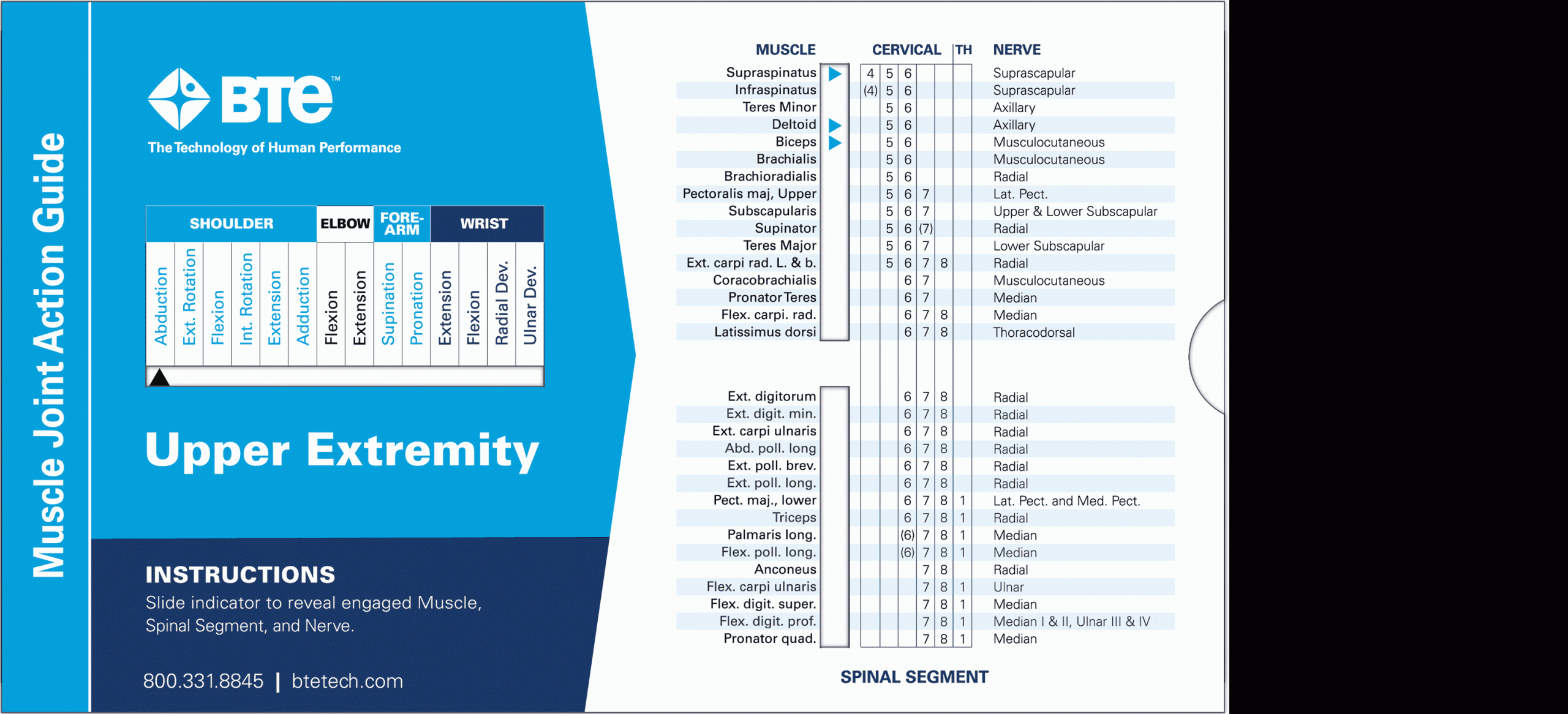 MJAG - Easy guide to joint movements, muscle groups & innervation - BTE